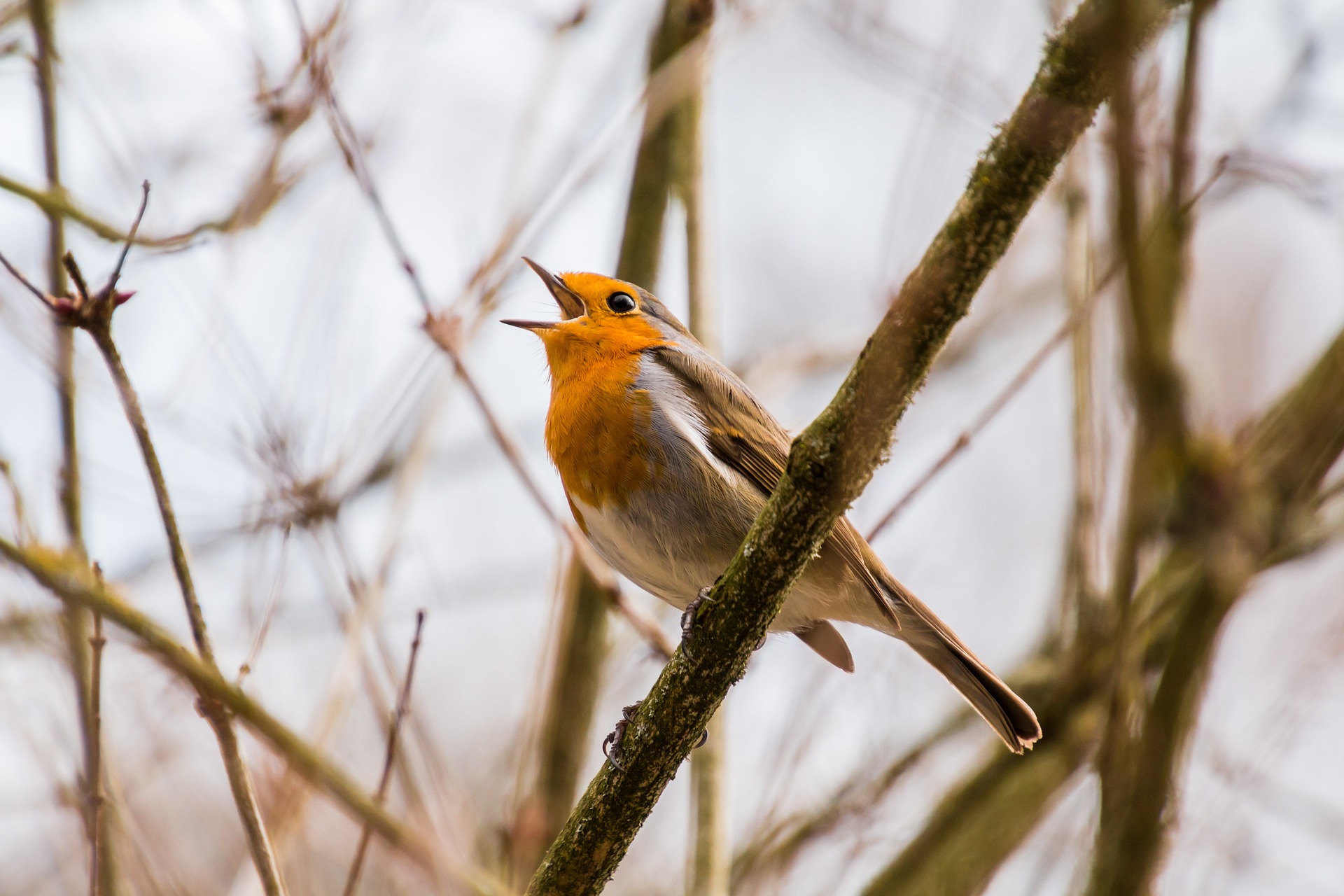 Zangvogels in Nederland – Herkenning & tips | vogelvoerkopen.nl