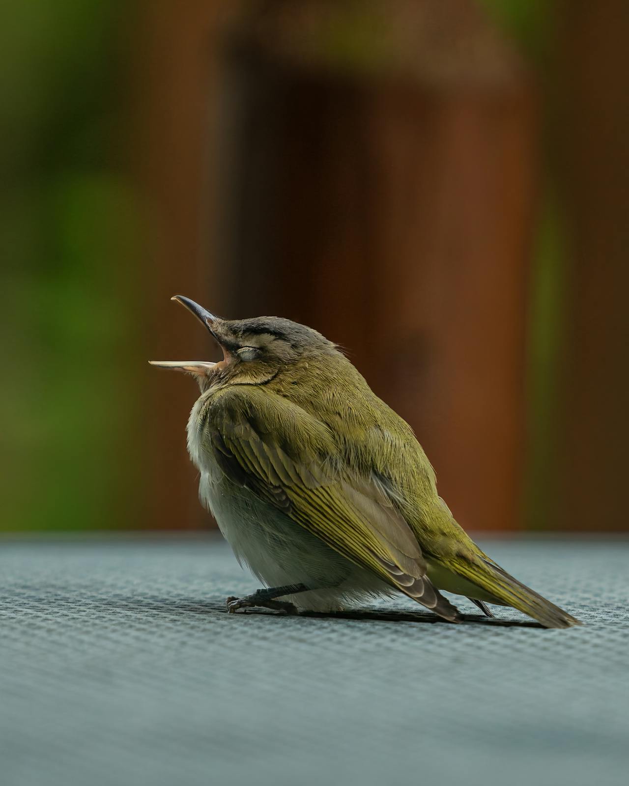 Terugkerende lentegasten: De tjiftjaf (phylloscopus collybita)